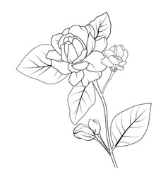 Realistic jasmine flower pencil drawing Royalty Free Vector
