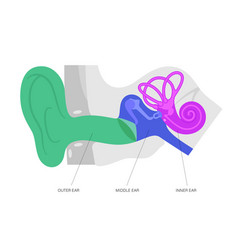 Anatomy Royalty Free Vector Image - VectorStock