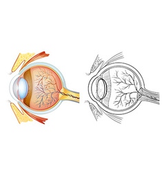 Detailed eye anatomy infographic explaining myopia