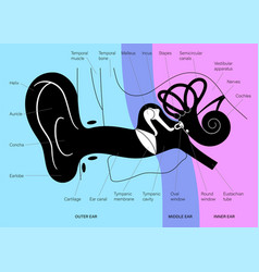 Ear anatomy Royalty Free Vector Image - VectorStock