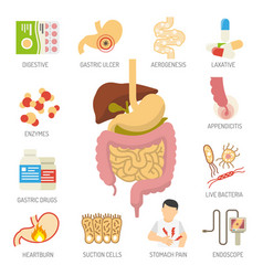 Intestine infographics banner Royalty Free Vector Image