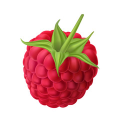 Raspberry isolated Royalty Free Vector Image - VectorStock