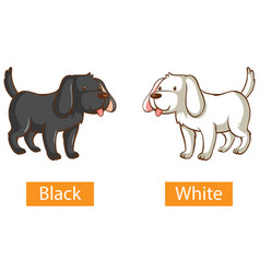 Opposite adjectives with blunt and sharp Vector Image