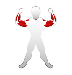 Human male muscles Royalty Free Vector Image - VectorStock