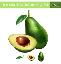 Carambola starfruit on white background Royalty Free Vector