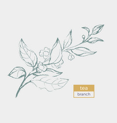 Tea plantations ceylon sri lanka Royalty Free Vector Image