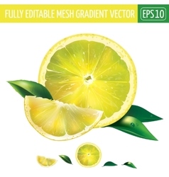 Carambola starfruit on white background Royalty Free Vector