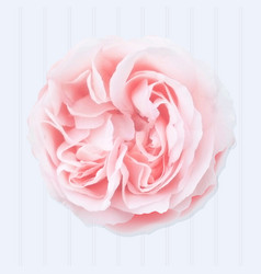 Pink rose background Royalty Free Vector Image