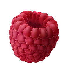 Raspberry isolated Royalty Free Vector Image - VectorStock