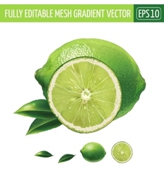 Carambola starfruit on white background Royalty Free Vector