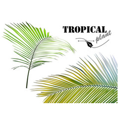 Realistic 3d detailed green palm leaf frame flyer Vector Image