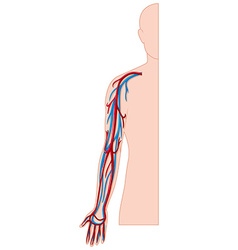 Human male arm left side Royalty Free Vector Image