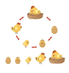 Chicken pox symptoms infographic Royalty Free Vector Image