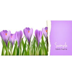 Set purple spring crocus flowers Royalty Free Vector Image