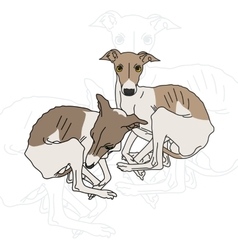 Italian greyhound vector by Taeya18 - Image #6466448 - VectorStock