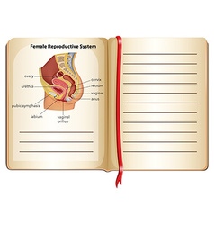Female reproductive system Royalty Free Vector Image