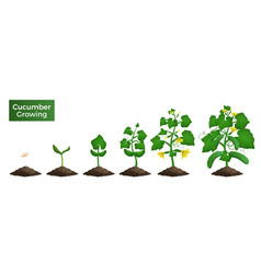 Growth plant typography concept Royalty Free Vector Image