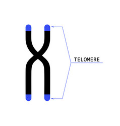 Telomere Royalty Free Vector Image - VectorStock