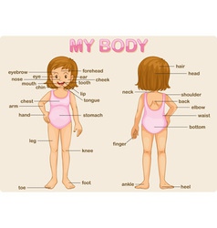 Body Parts Diagram Poster Royalty Free Vector Image