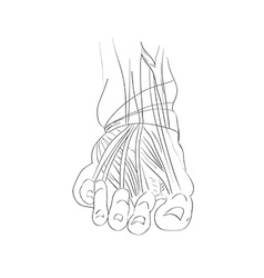 Foot tendons color Royalty Free Vector Image - VectorStock