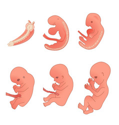 Stages human embryonic development Royalty Free Vector Image