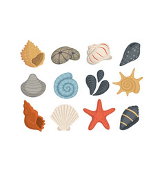 Seashells set Royalty Free Vector Image - VectorStock