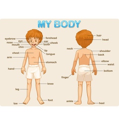 Body Parts Diagram Poster Royalty Free Vector Image