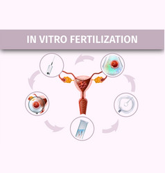 Reproduction process human infographic Royalty Free Vector