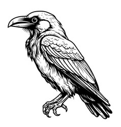Raven crow hand drawn sketch Royalty Free Vector Image