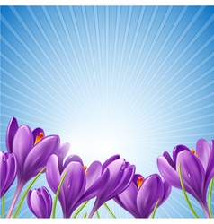 Spring flowers crocus natural background Vector Image