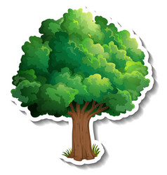 A tree with green leaves sticker on white Vector Image
