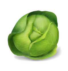 Cabbage realistic set Royalty Free Vector Image