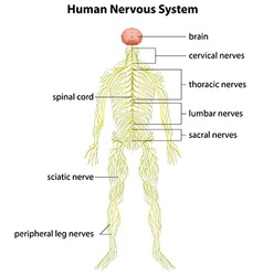Autonomic nervous system Royalty Free Vector Image