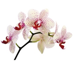 Orchid Royalty Free Vector Image - VectorStock