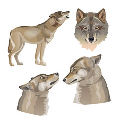 Gray wolf standing Royalty Free Vector Image - VectorStock