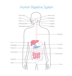 Digestive system Royalty Free Vector Image - VectorStock