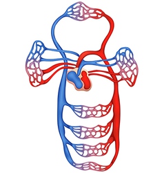 Flat design circulatory system infographic Vector Image