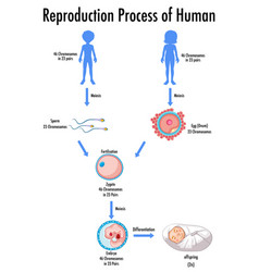 Human resources infographic 10 steps concept job Vector Image