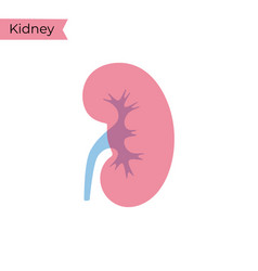 Nephron structure diagram medical science Vector Image