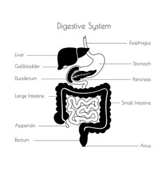 Digestive system Royalty Free Vector Image - VectorStock