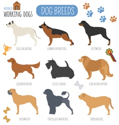 Working service and watching dogs collection Vector Image