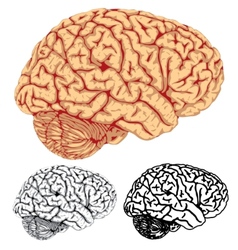 Gold human brain Royalty Free Vector Image - VectorStock