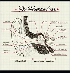 Ear anatomy Royalty Free Vector Image - VectorStock