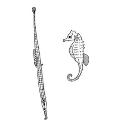 Daphnia black hand drawing outline image Vector Image