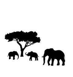 Elephant head front view this silhouette may Vector Image