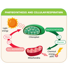 Diagram of photosynthesis for biology and life Vector Image
