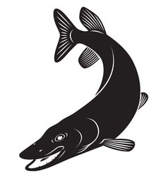 Carp koi fish isolated on white background pet Vector Image