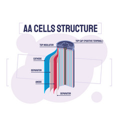 Singel and duplicated chromosome structure Vector Image