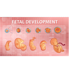 Human female genitalia external Royalty Free Vector Image