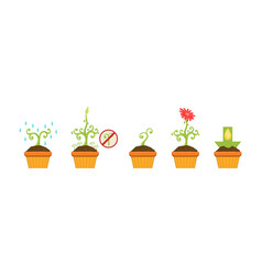 Plant growing process set gardening seedling Vector Image